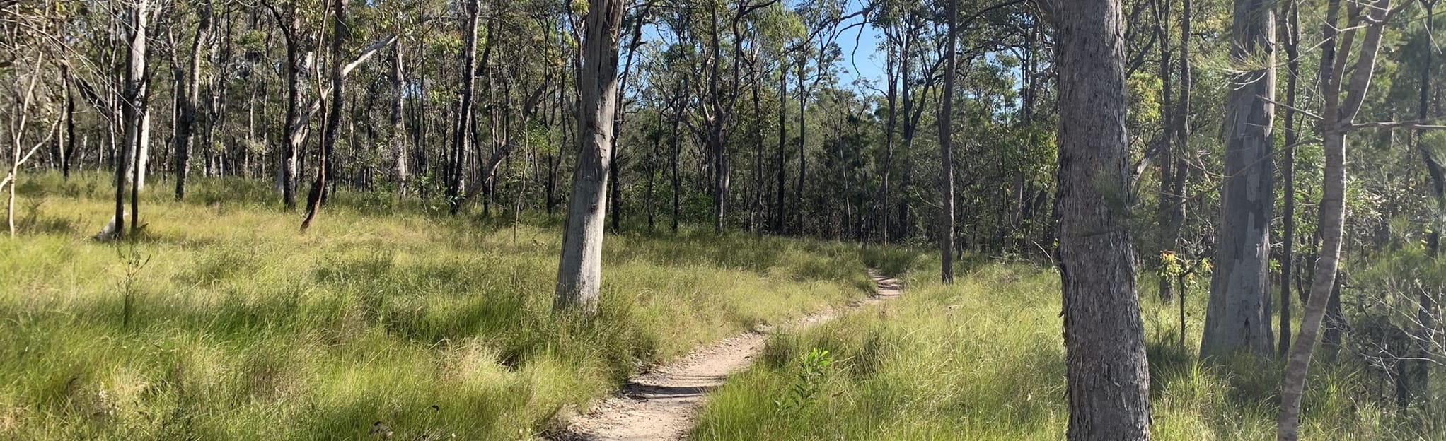 Scribbly Gum Circuit, Queensland, Australia - 346 Reviews, Map | AllTrails