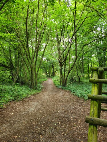 Forêt domaniale de Moyeuvre: de 10 beste wandelingen en routes | AllTrails