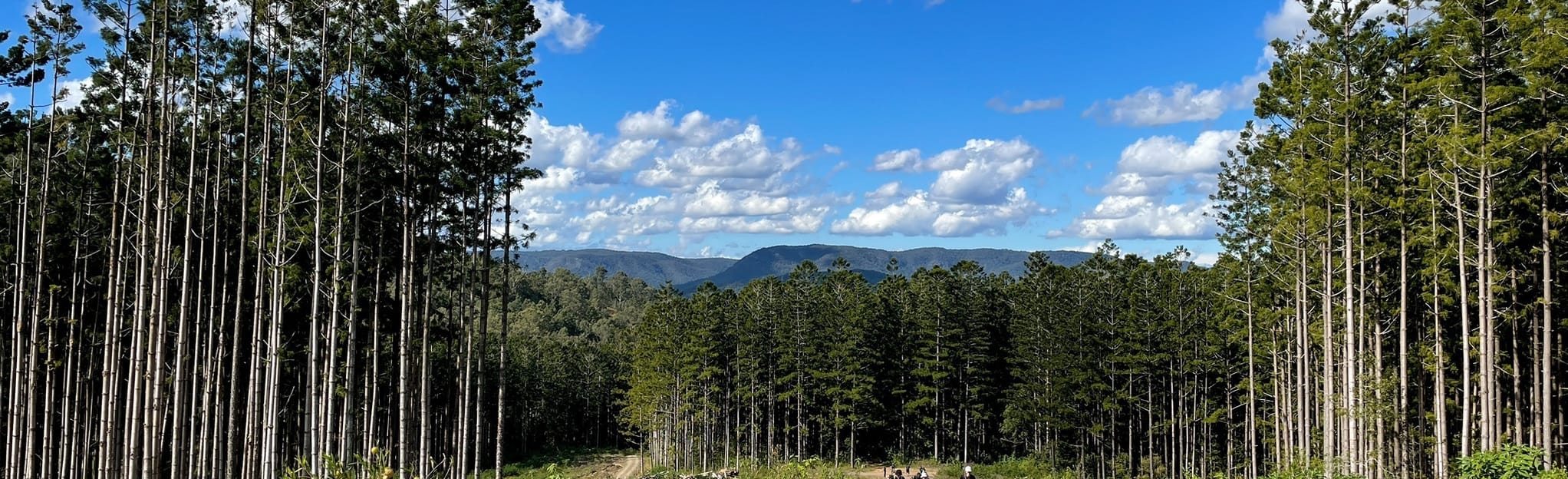 Imbil State Forest 1 via Pullen Lane | Map, Guide - Queensland ...