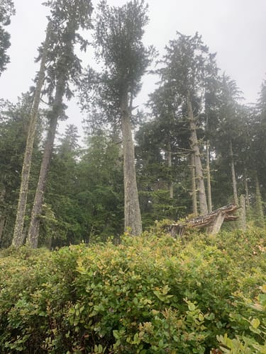 Best Hikes and Trails in Bere Point Regional Park | AllTrails