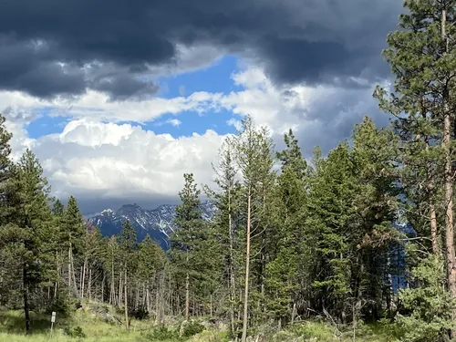 Best Wild Flowers Trails in Cranbrook Community Forest Recreation Site ...