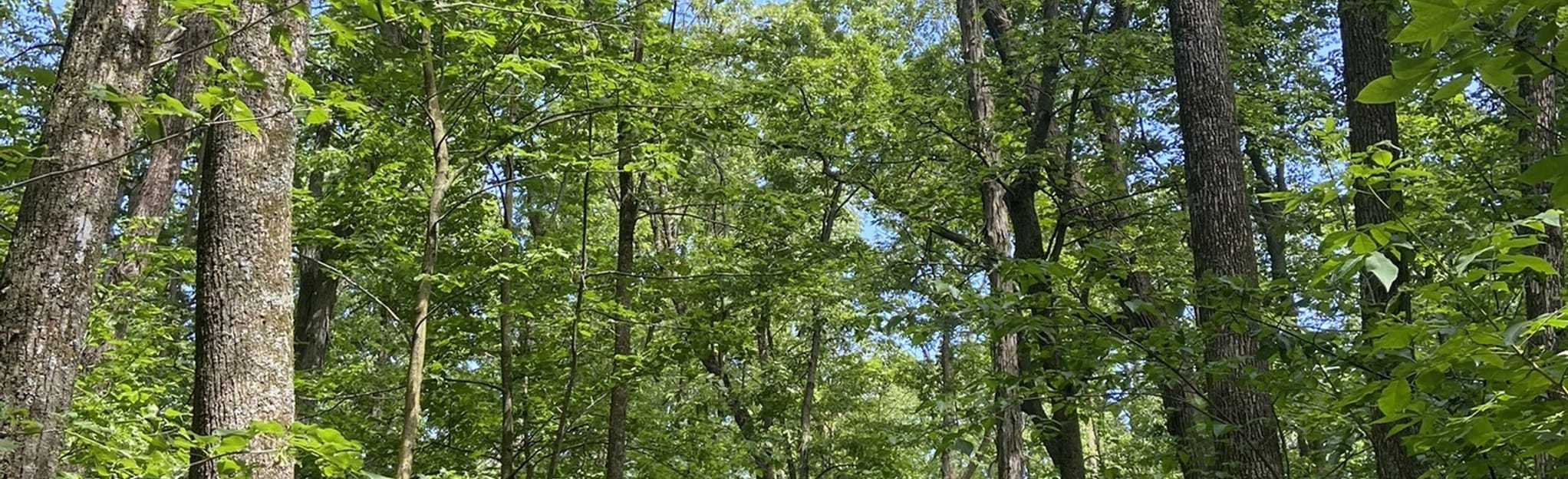 Flint Rock Nature Trail: 191 Reviews, Map - Wisconsin | AllTrails