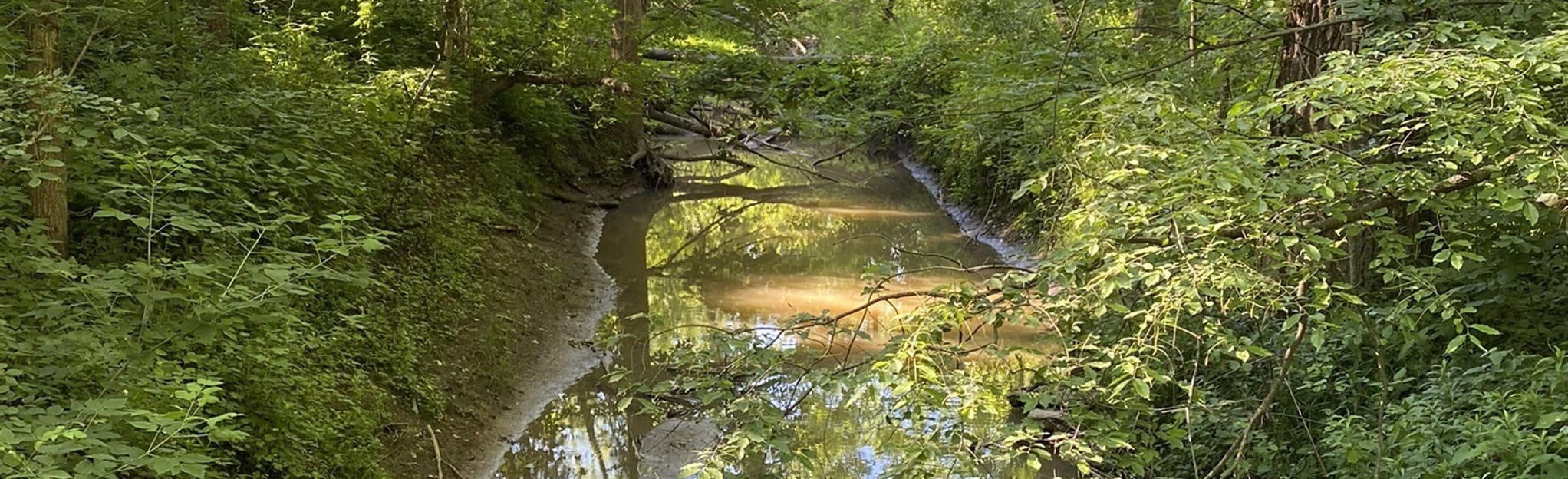 Midland City Forest South Loop: 100 Reviews, Map - Michigan | AllTrails