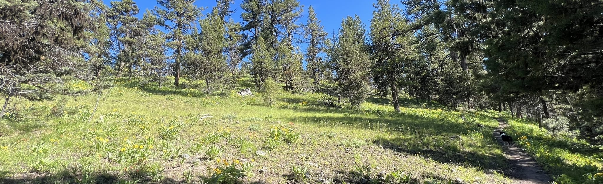 Round Mountain from South Trailhead, Oregon - 25 Reviews, Map | AllTrails