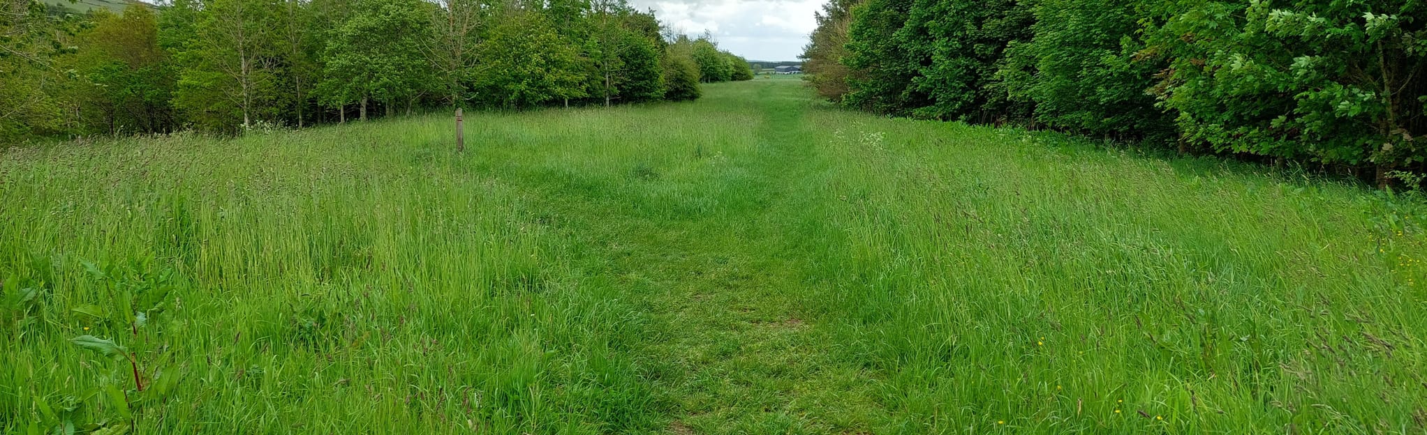 Balkello Hill and Woodland Circular: 58 fotos - Dundee City, Escócia ...