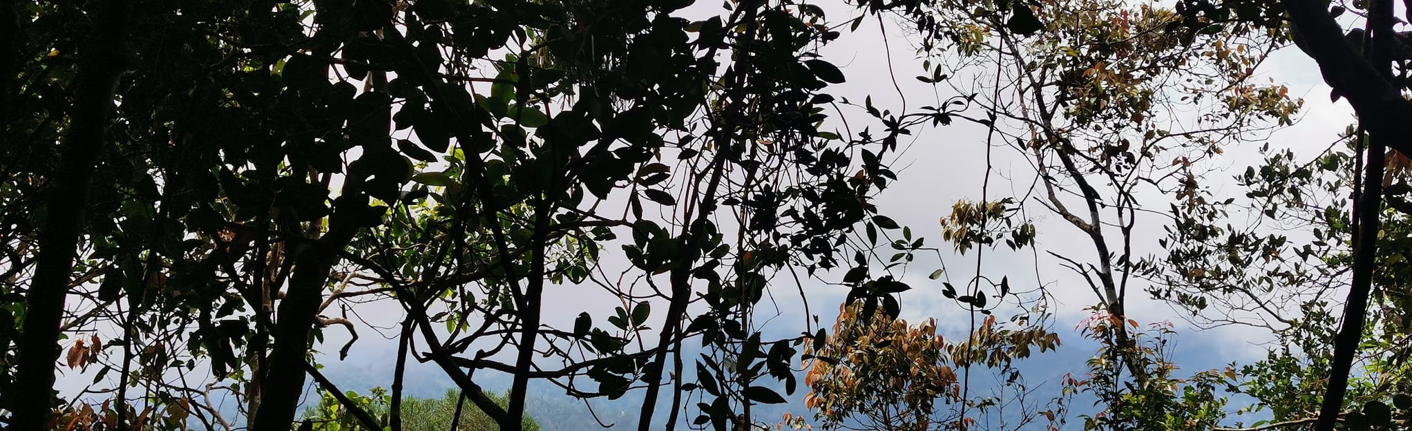Mount Tapis, Pahang, Malaysia - 2 Reviews, Map | AllTrails