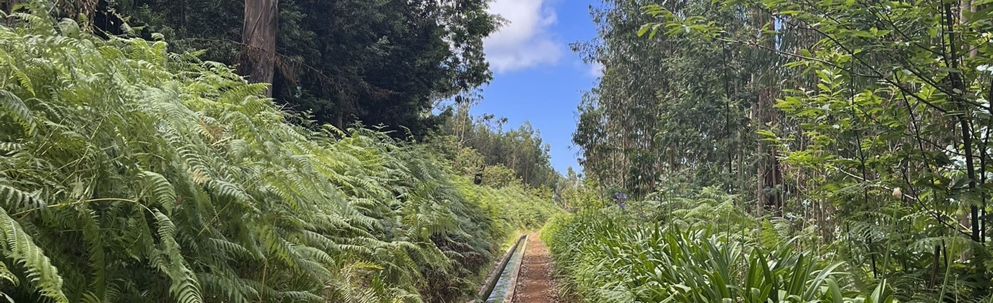 Caminho da Lomba de São João - Levada Nova - Sítio do Pinheiro ...