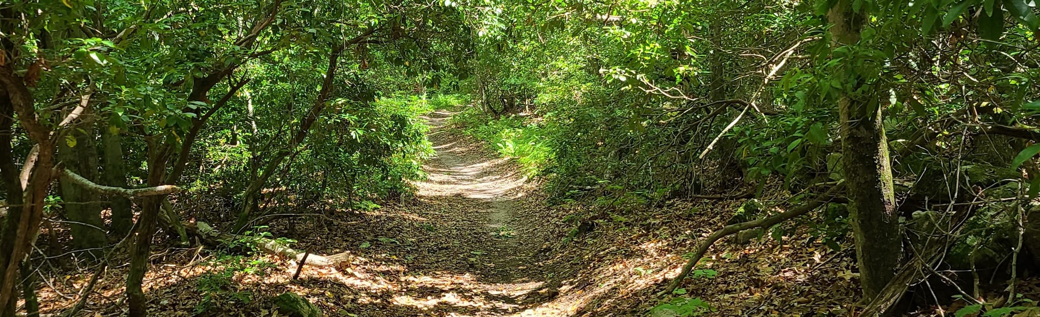 Woodlands Tract Trail, Connecticut - 46 Reviews, Map | AllTrails