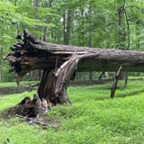 Gold Mine Loop Trail, Maryland - 815 Reviews, Map | AllTrails