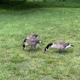 Gold Mine Loop Trail, Maryland - 815 Reviews, Map | AllTrails