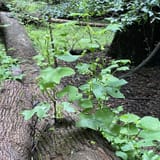 Gold Mine Loop Trail, Maryland - 815 Reviews, Map | AllTrails