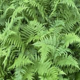 Gold Mine Loop Trail, Maryland - 815 Reviews, Map | AllTrails