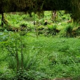 Maple Glade Nature Trail, Washington - 196 Reviews, Map | AllTrails