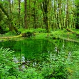 Maple Glade Nature Trail, Washington - 196 Reviews, Map | AllTrails