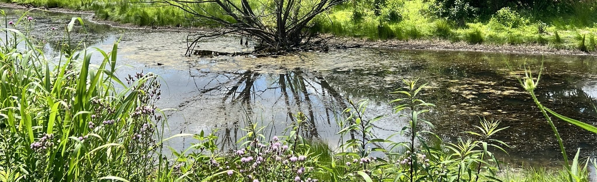 Ballenger Creek Trail: 226 fotos - Maryland | AllTrails