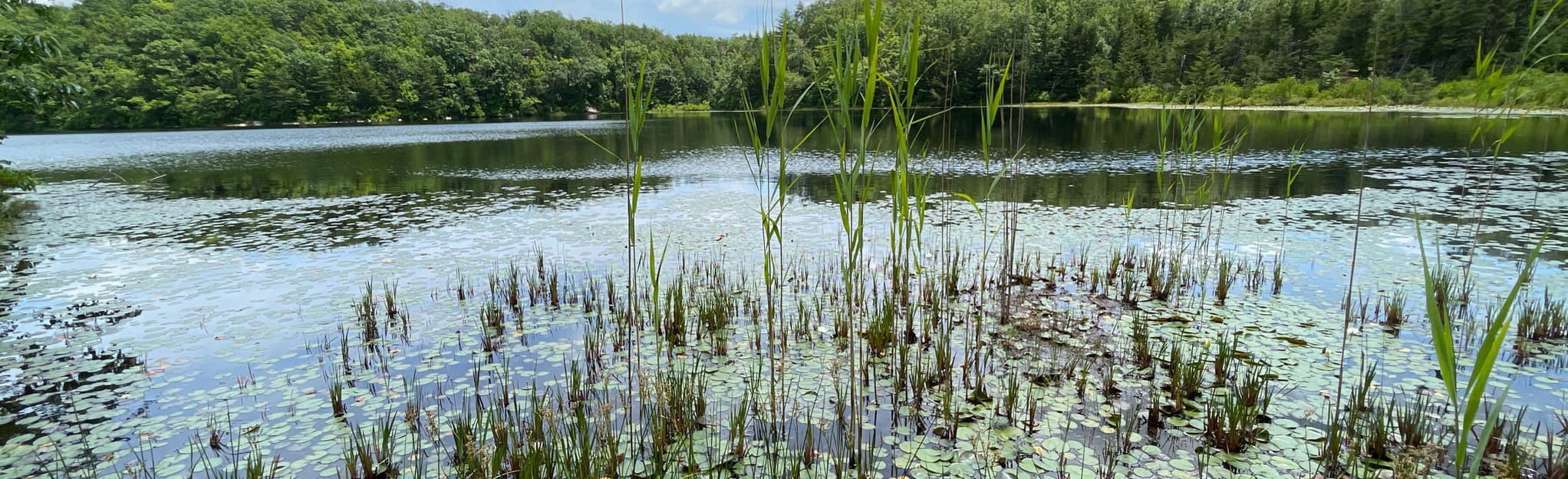 Long and Ell Pond Trail: 158 Reviews, Map - Rhode Island | AllTrails