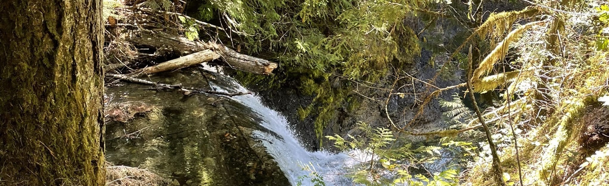 Rogers Creek Falls: 39 Reviews, Map - British Columbia, Canada | AllTrails