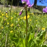 Broken Top Loop, Oregon - 259 Reviews, Map | AllTrails
