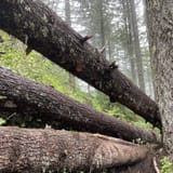 Mount June Trail, Oregon - 232 Reviews, Map | AllTrails