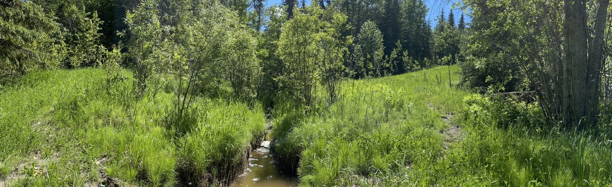 Hillside Trail: 20 foto's - Alberta, Canada | AllTrails