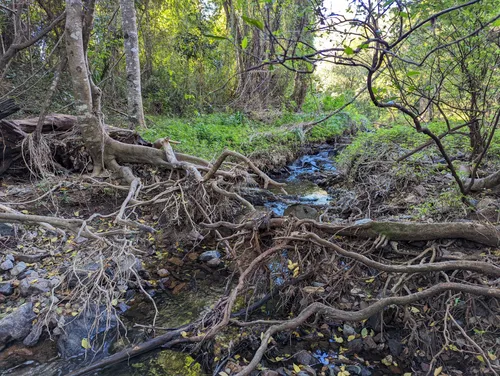 Best Hikes and Trails in Pullen Pullen Creek Bushland Reserve | AllTrails