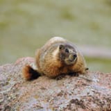 Sentinel Point Trail, Colorado - 163 Reviews, Map | AllTrails