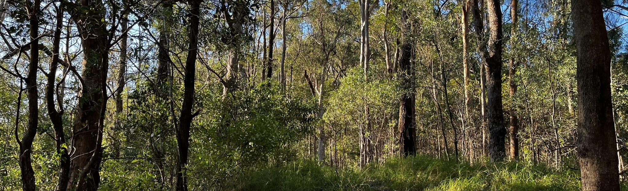 Mount Wongawallan, Queensland, Australia - 24 Reviews, Map | AllTrails
