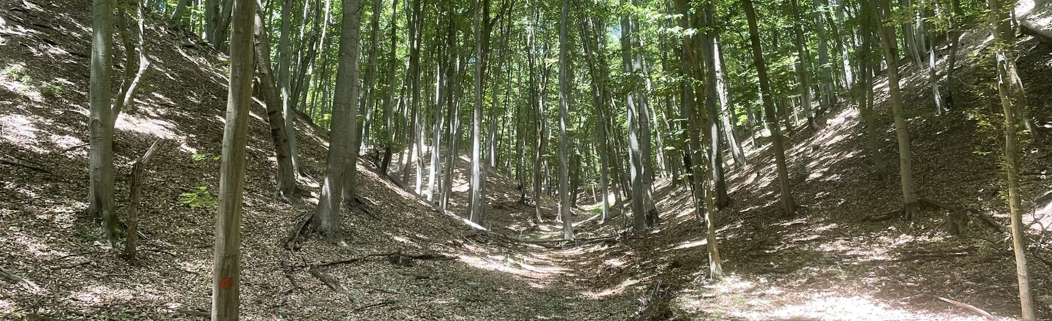 Hungarian National Blue Trail (OKT): Stage 10: Bodajk - Szárliget ...