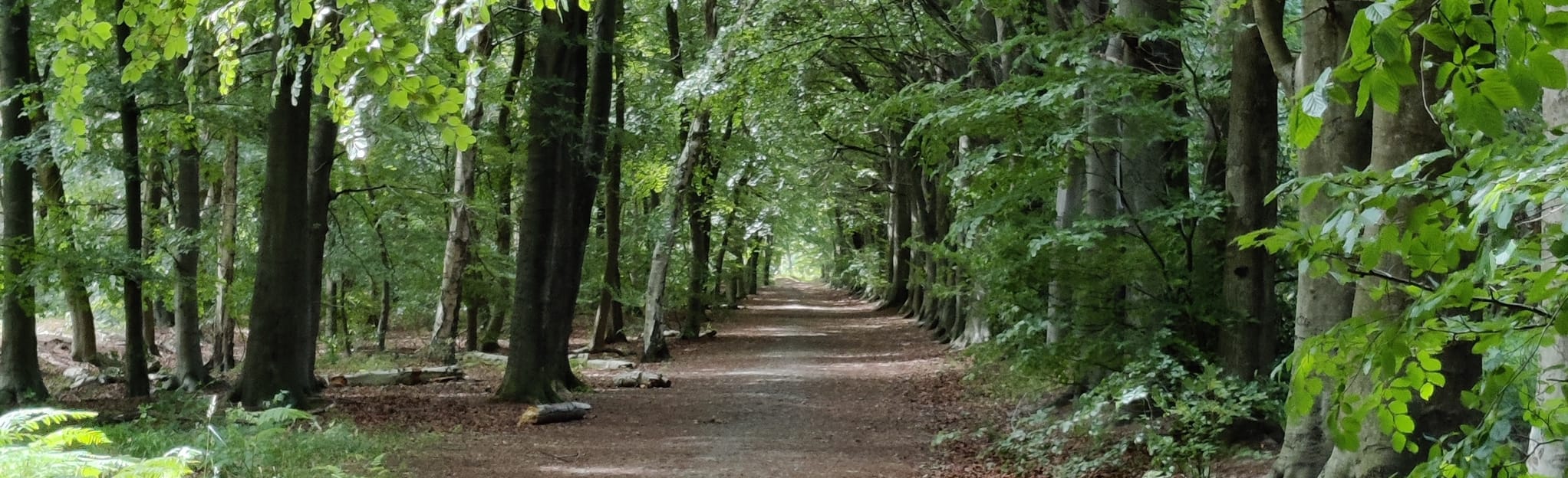 Laughton Forest, Lincolnshire, England - 21 Reviews, Map | AllTrails