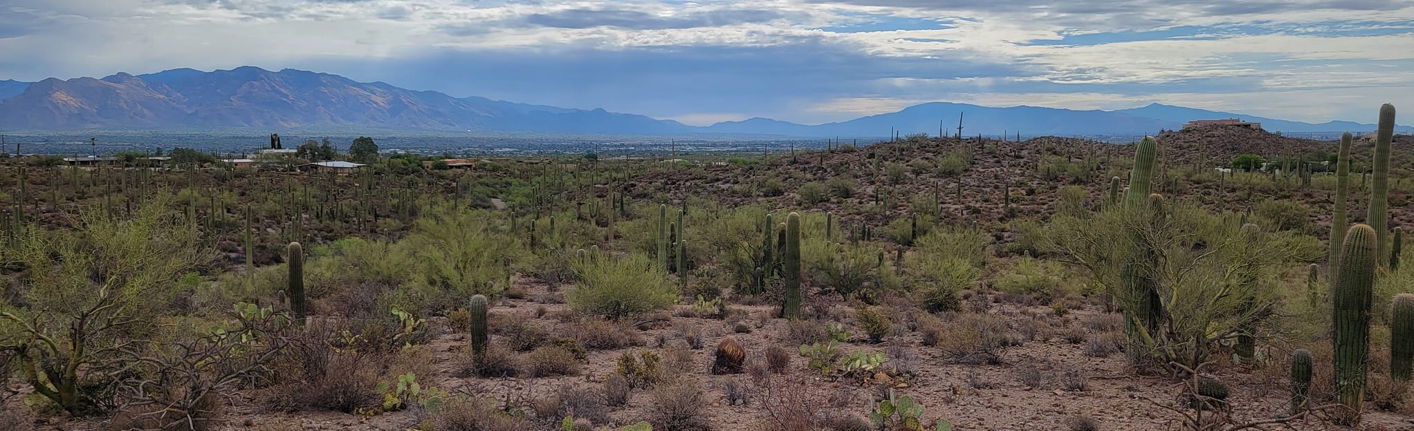 Saguaro Vista, Black Rock, Homestead and Oxbow Trail - Arizona | AllTrails