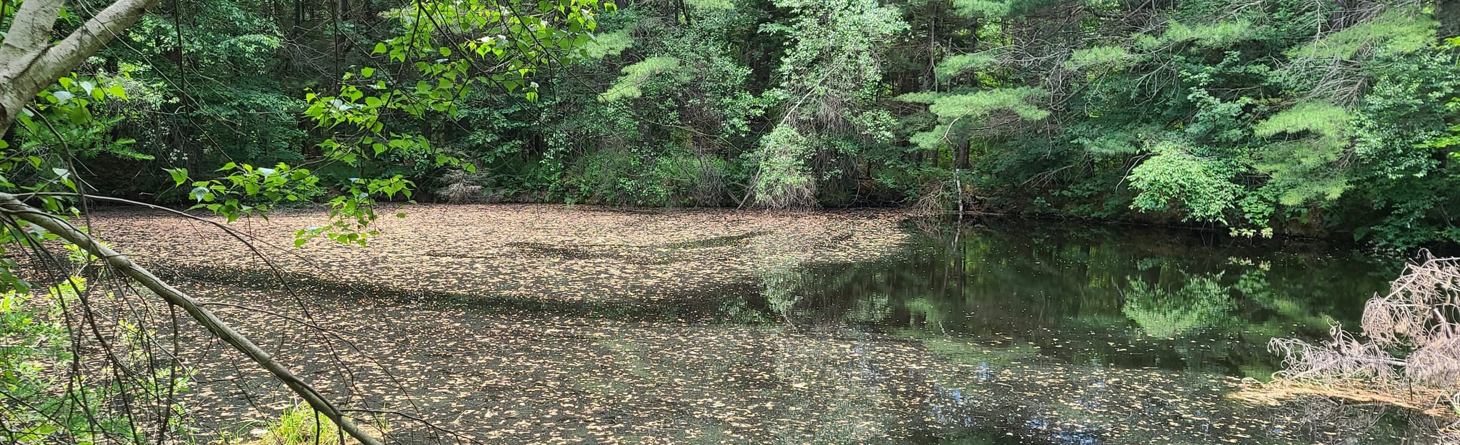 Maple Tract: Brian's, Purple, Yellow, Red Trails, Pennsylvania - 26 ...