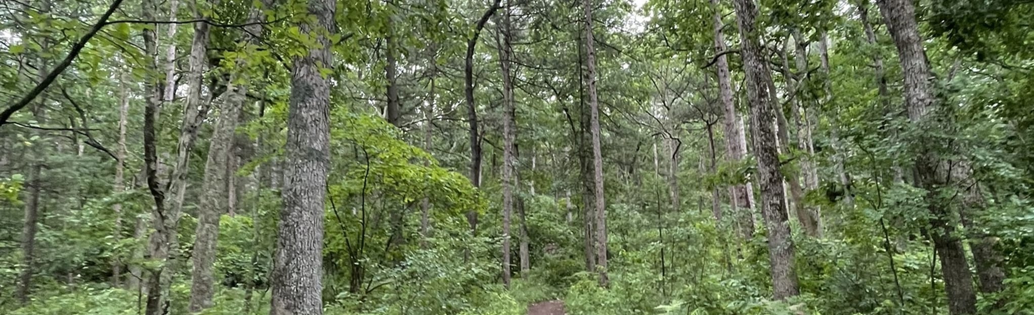 The Pinery Provincial Wilderness Trail: 254 Reviews, Map - Ontario ...