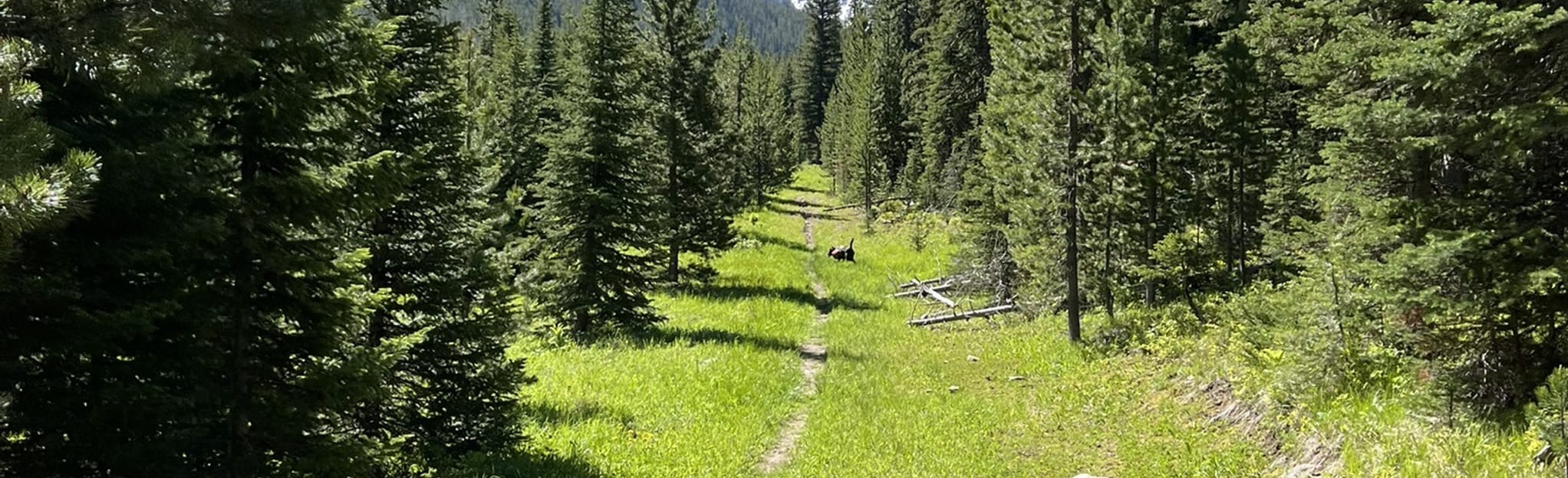 Sunlight Lake Trail: 27 Reviews, Map - Montana | AllTrails