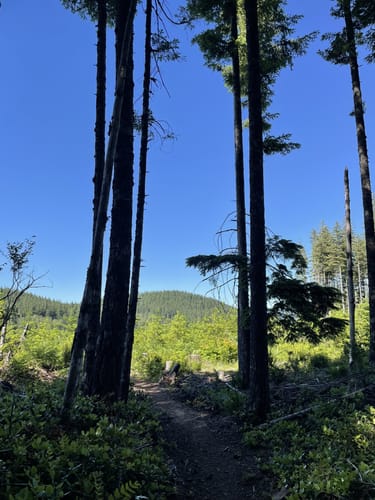 2023 Best Waterfall Trails in Yacolt Burn State Forest | AllTrails