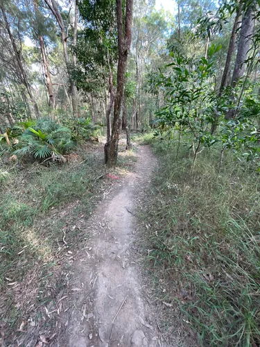 Best Forest Trails in Caloundra West | AllTrails