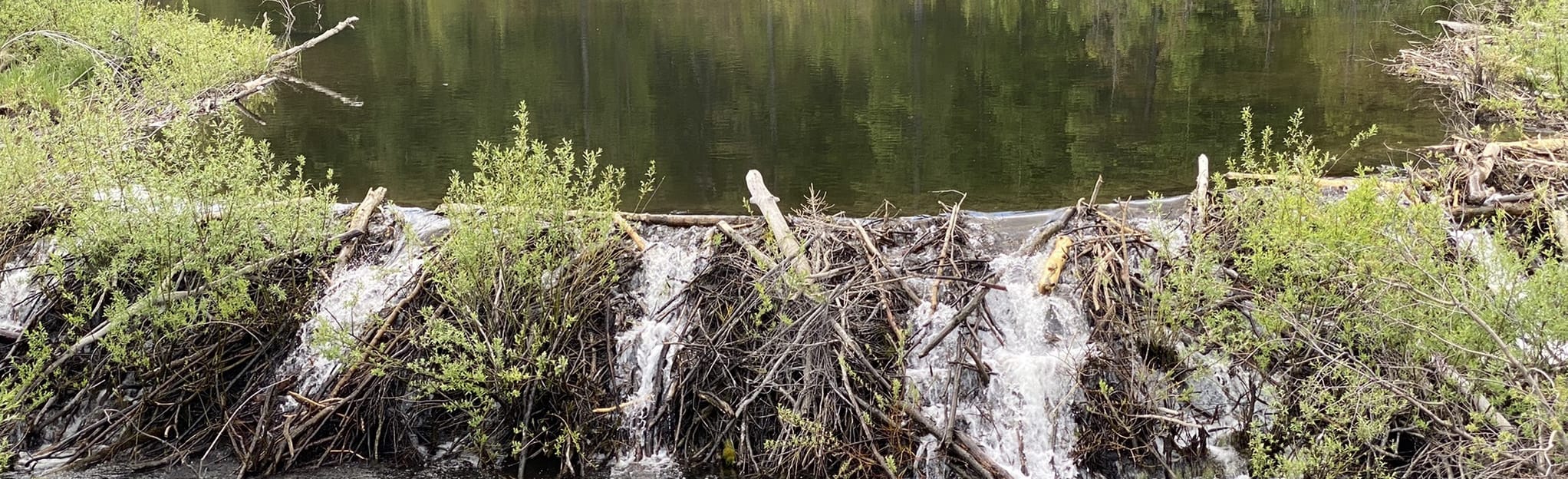 Caw Ridge OHV Route, Alberta, Canada - 7 Reviews, Map | AllTrails