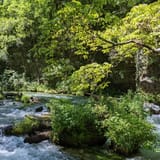 Greer Spring Trail, Missouri - 303 Reviews, Map | AllTrails