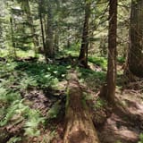 Upper Priest River Trail, Idaho - 74 Reviews, Map | AllTrails