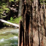 Upper Priest River Trail, Idaho - 86 Reviews, Map | AllTrails