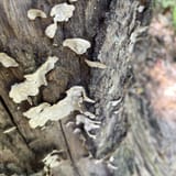 Green Ridge Trail, Texas - 928 Reviews, Map | AllTrails