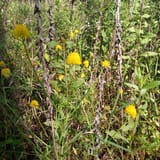 Richloam Wildlife Management Area, Florida - 61 Reviews, Map | AllTrails