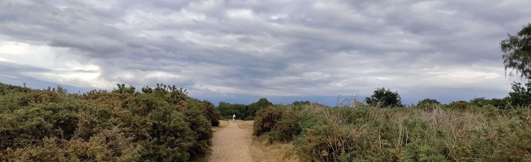Rushmere Common Heath Walk, Suffolk, England - 12 Reviews, Map | AllTrails