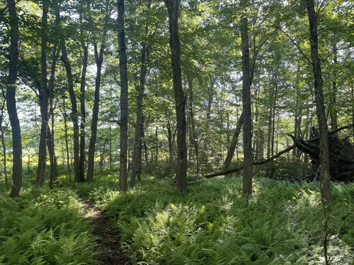 Best Hikes and Trails in Segerstrom Preserve | AllTrails