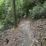 Thompson Loop, North Carolina - 185 Reviews, Map | AllTrails