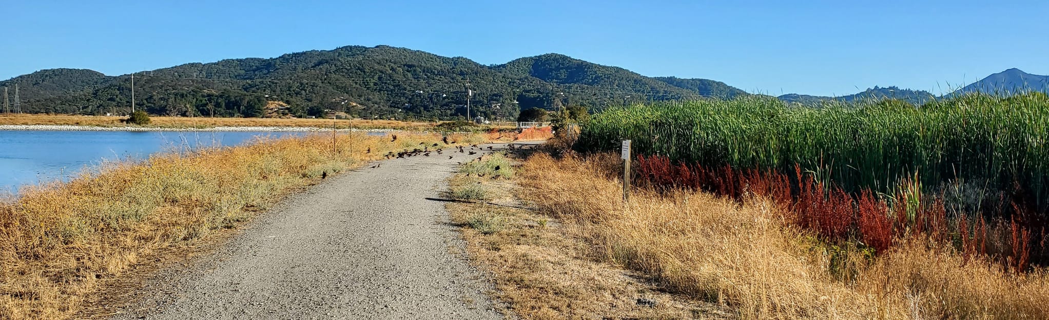 Bay Trail: Las Gallinas Valley Sanitary District to Point San Pedro ...
