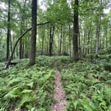 Quebec Run Outer Loop, Pennsylvania - 309 Reviews, Map | AllTrails