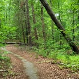 Lake Blue Ridge Campground Trail , Georgia - 469 Reviews, Map | AllTrails