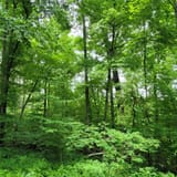 Lake Blue Ridge Campground Trail , Georgia - 469 Reviews, Map | AllTrails