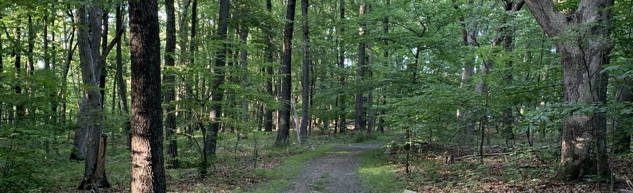Evergreen Trail, New Jersey - 57 Reviews, Map | AllTrails