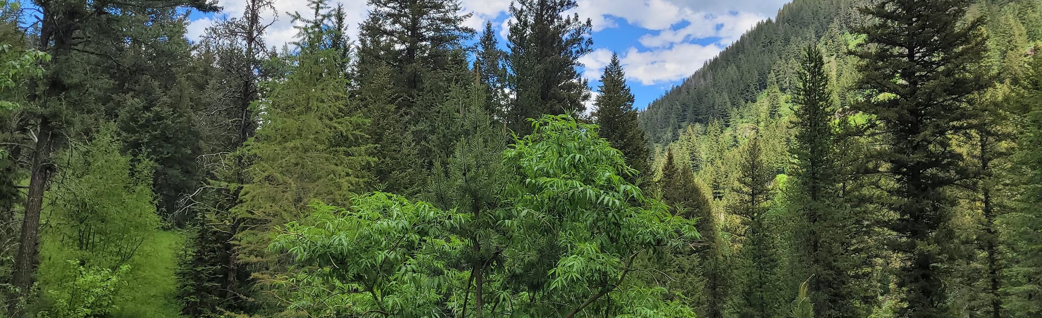 Legore Lake via Falls Creek Trail: 42 Reviews, Map - Oregon | AllTrails